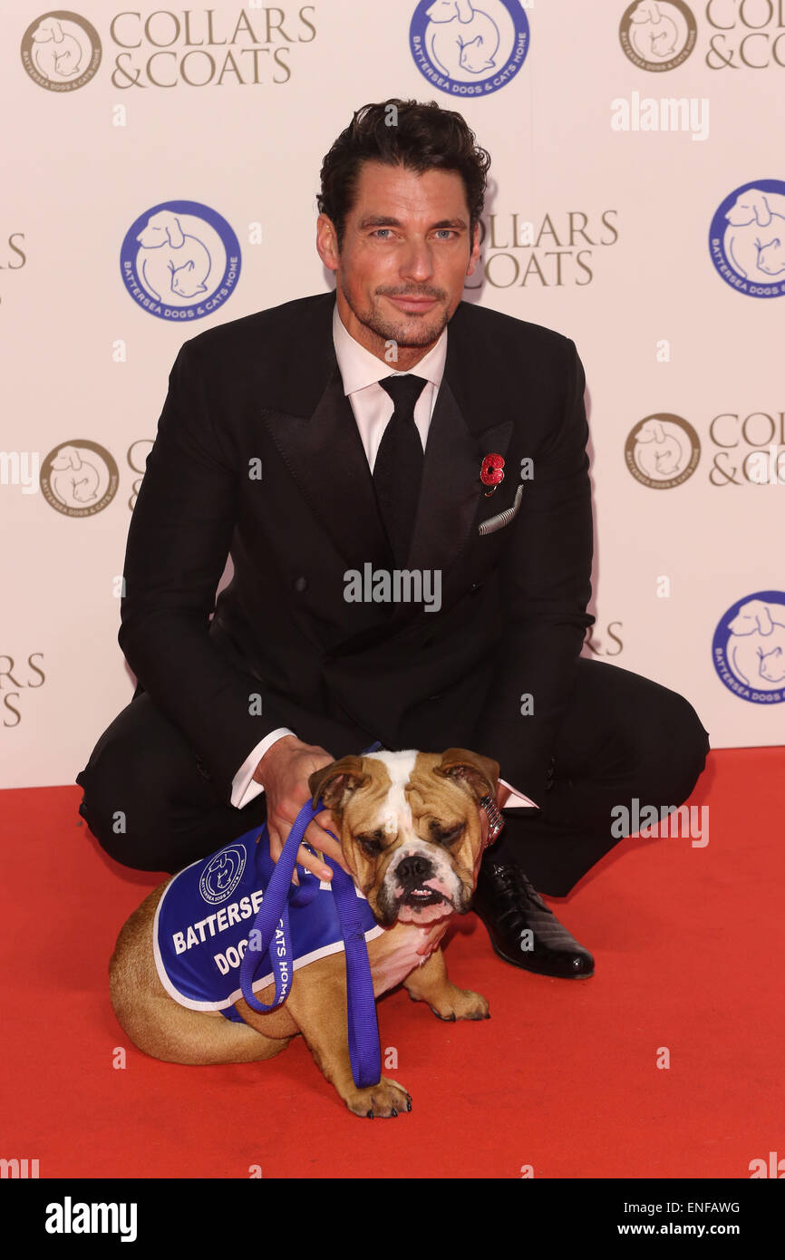 David gandy dog hi-res stock photography and images - Alamy