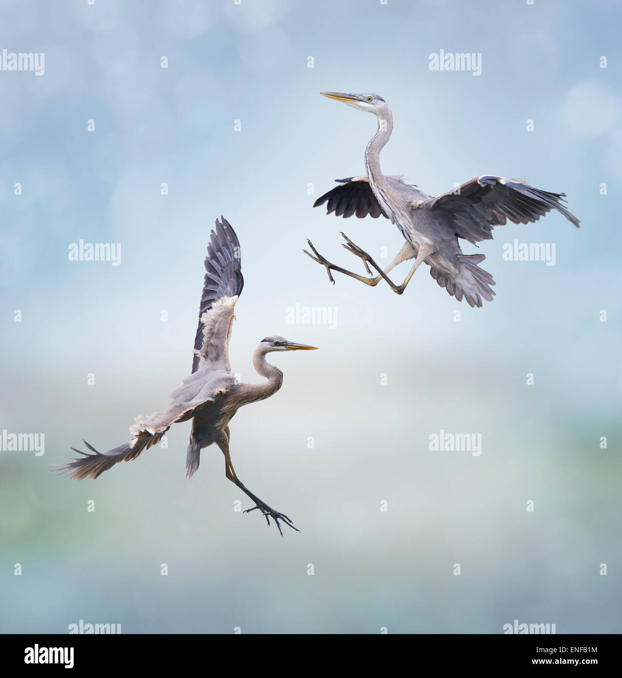 Two Great Blue Herons In Flight Stock Photo - Alamy