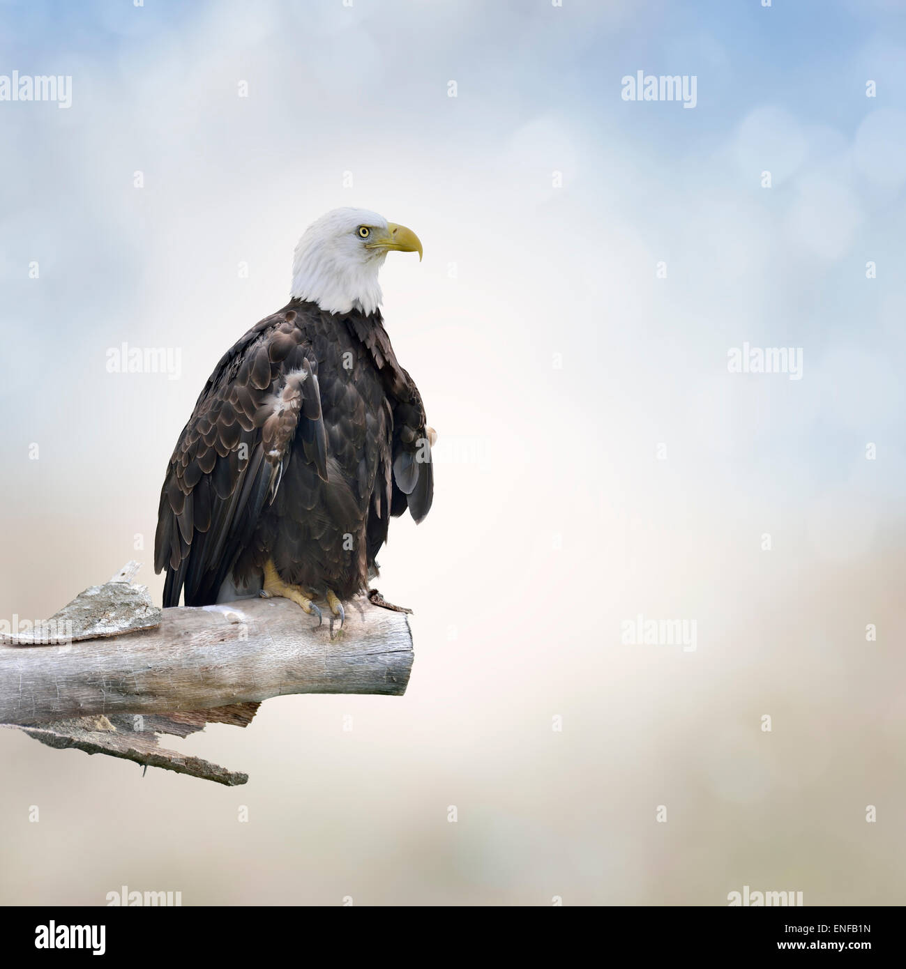 Bald Eagle Perched On A Log Stock Photo - Alamy