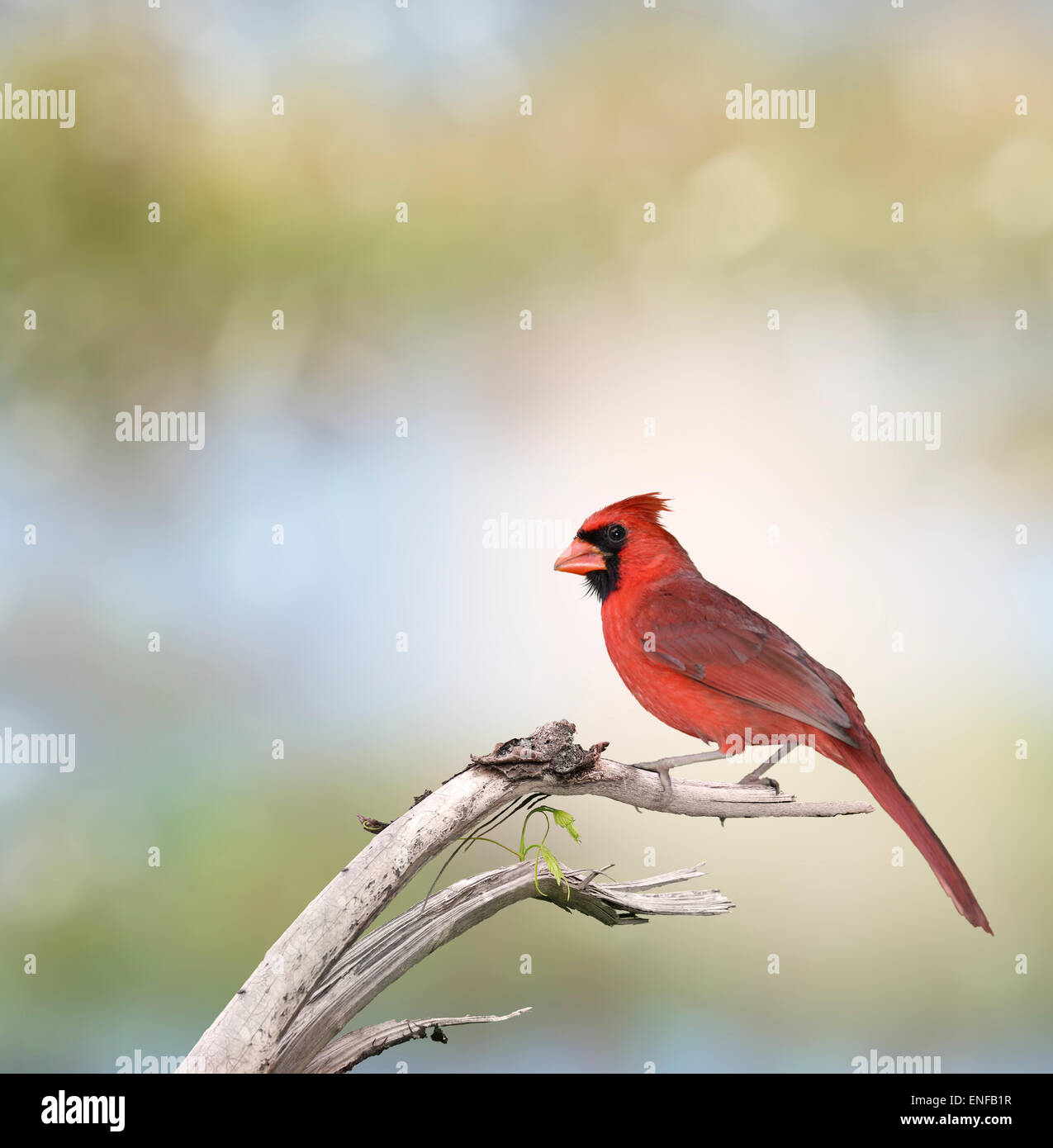 Male Northern Cardinal (Cardinalis cardinalis Stock Photo - Alamy