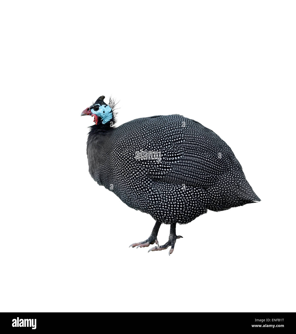 Helmeted Guinea Fowl Isolated On White Background Stock Photo - Alamy