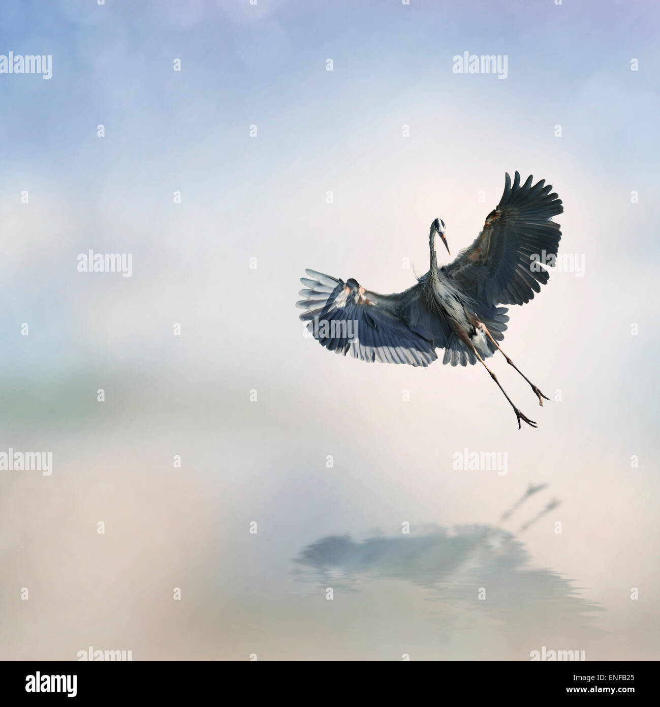Great Blue Heron In Flight Stock Photo - Alamy