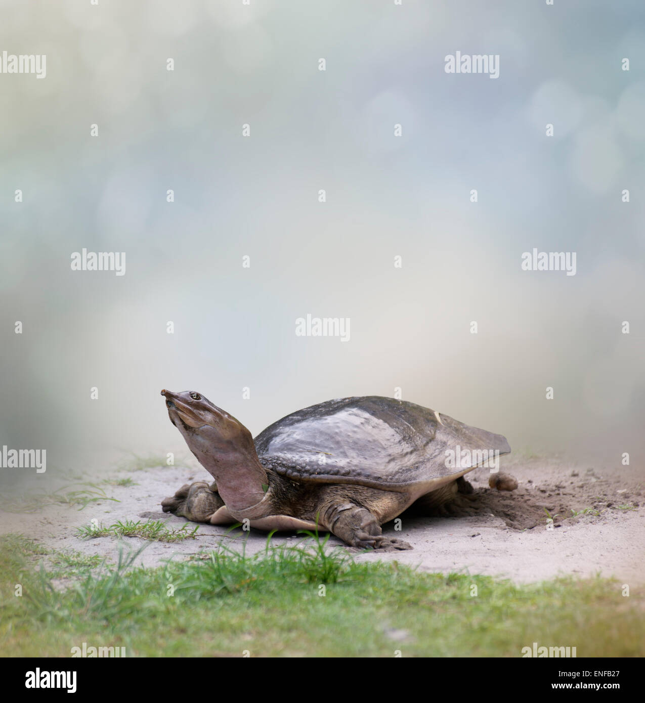 Female Florida Softshell Turtle Laying Eggs Stock Photo - Alamy