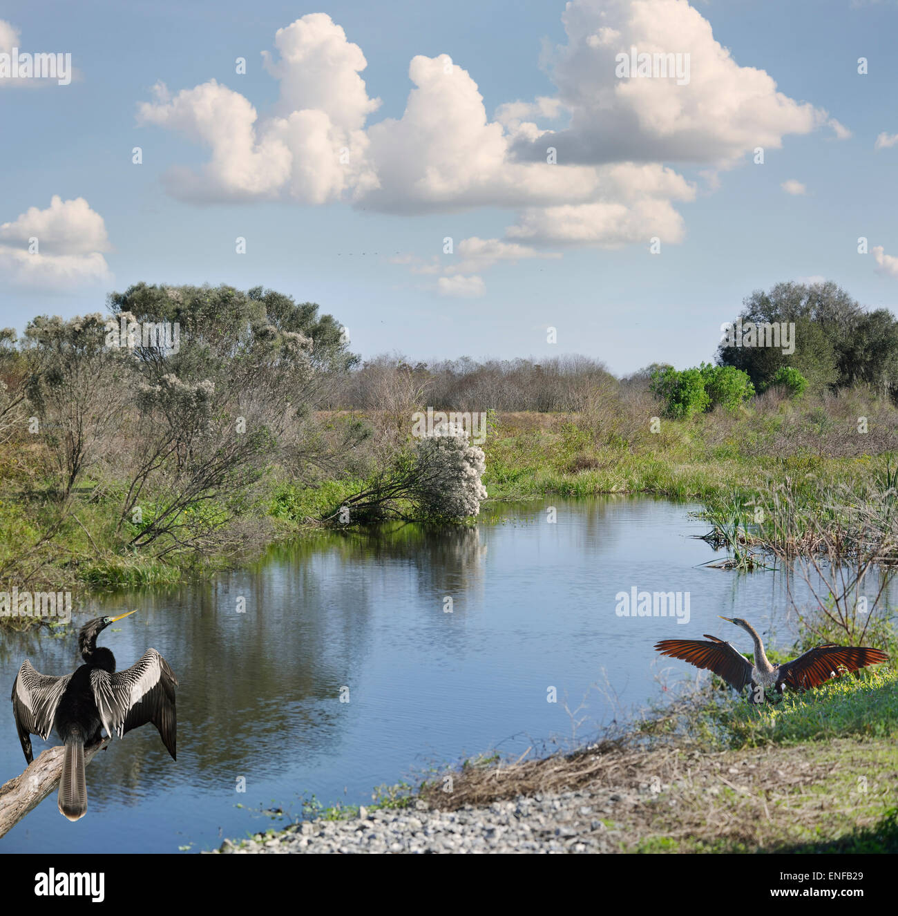 Florida wetlands wildlife hi-res stock photography and images - Alamy