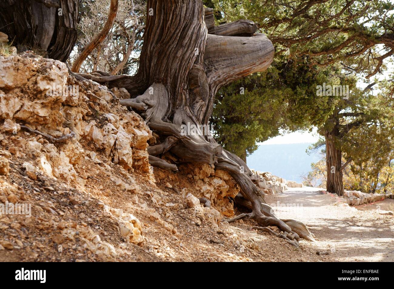 An old tree with wide curved roots along the footpath Stock Photo - Alamy