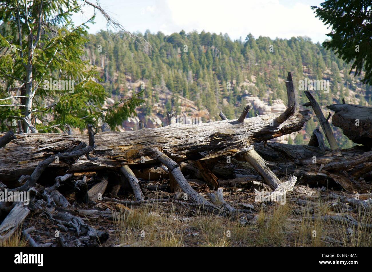 Fallen tree, North Rim forest, Grand Canyon Stock Photo - Alamy