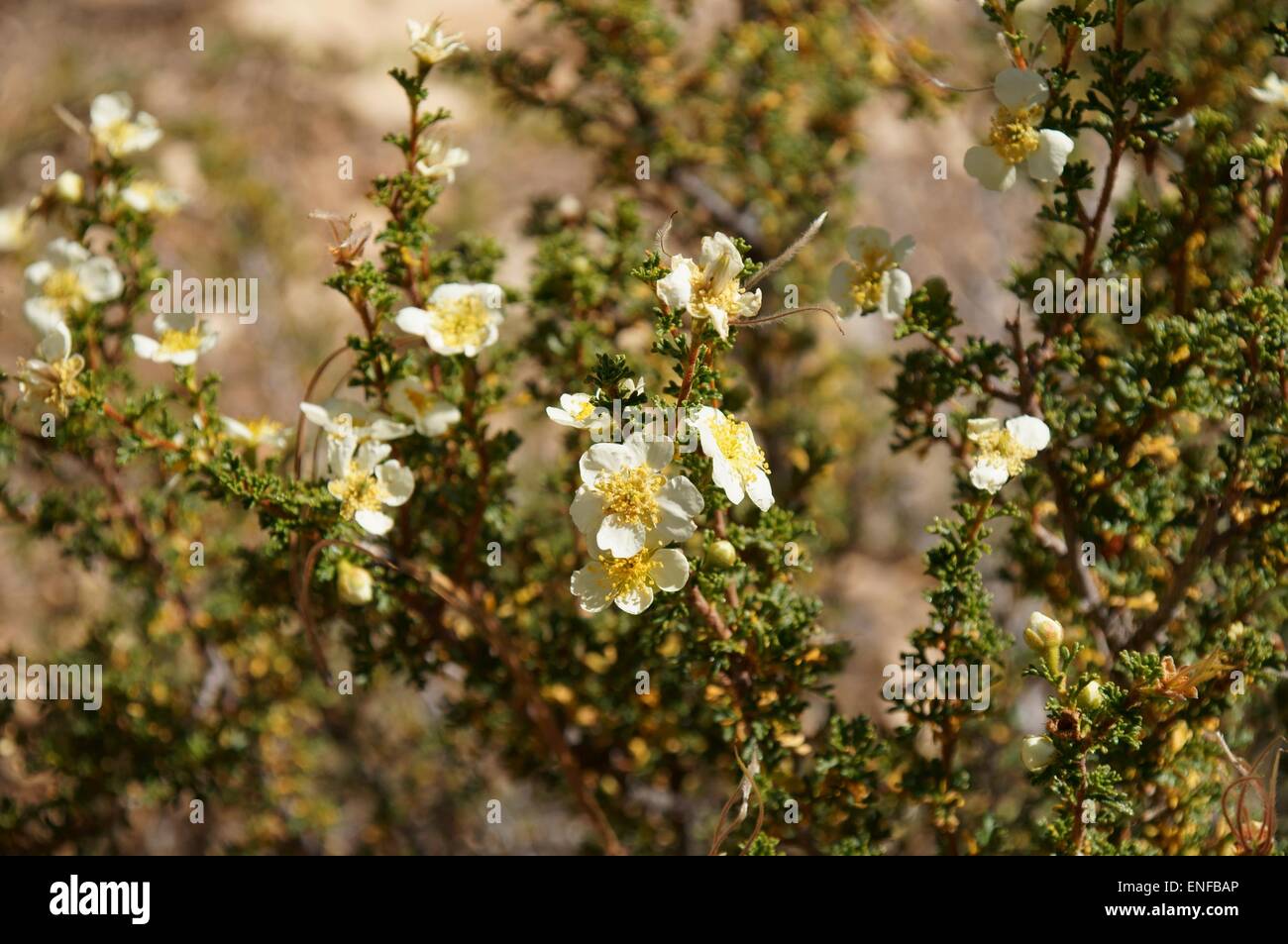 Cliffrose hi-res stock photography and images - Alamy