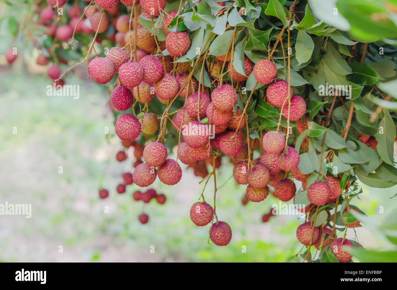 fresh lychee on tree in lychee orchard Stock Photo - Alamy