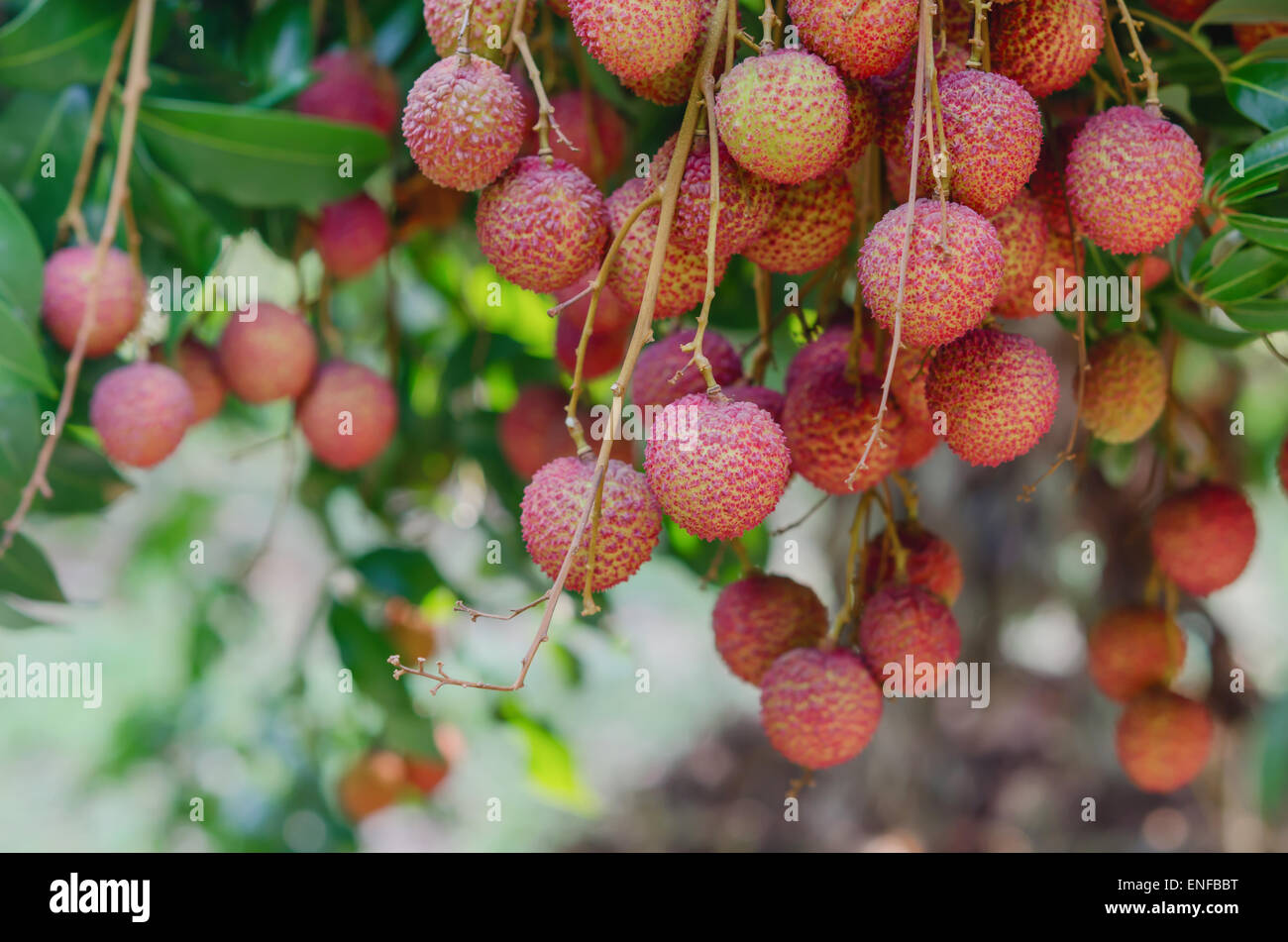fresh lychee on tree in lychee orchard Stock Photo - Alamy