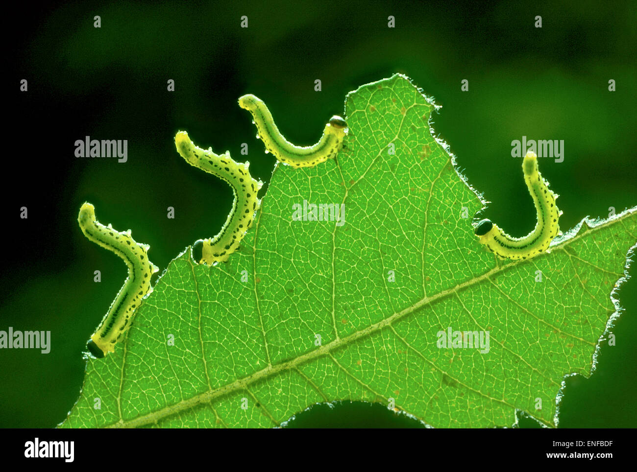 Sawfly larvae hi-res stock photography and images - Alamy