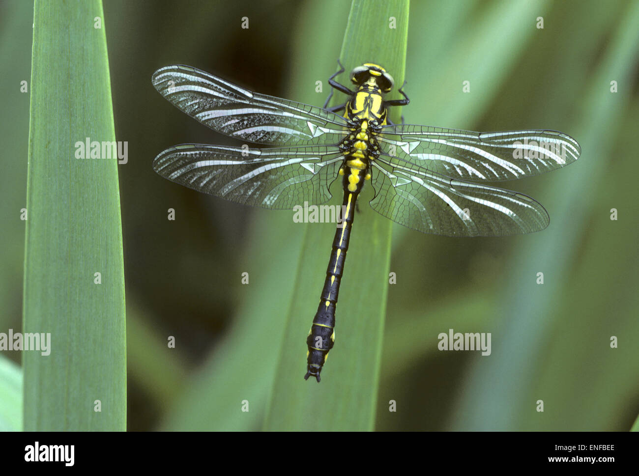 Club-tailed Dragonfly - Gomphus vulgatissimus Stock Photo - Alamy