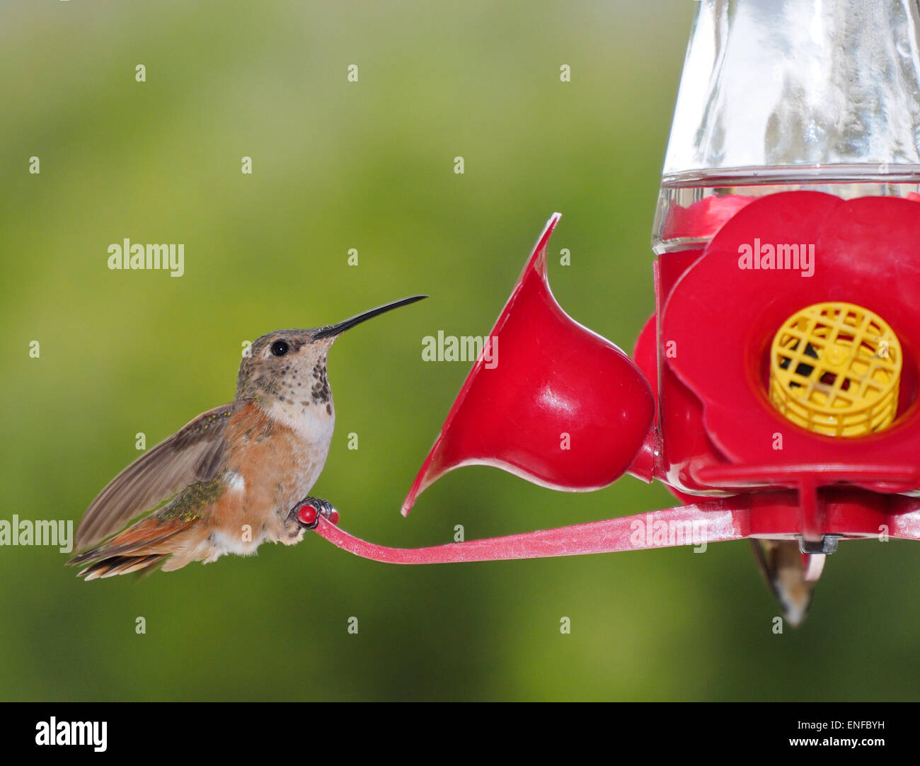 Allen's Hummingbird Female at Feeder Stock Photo - Alamy