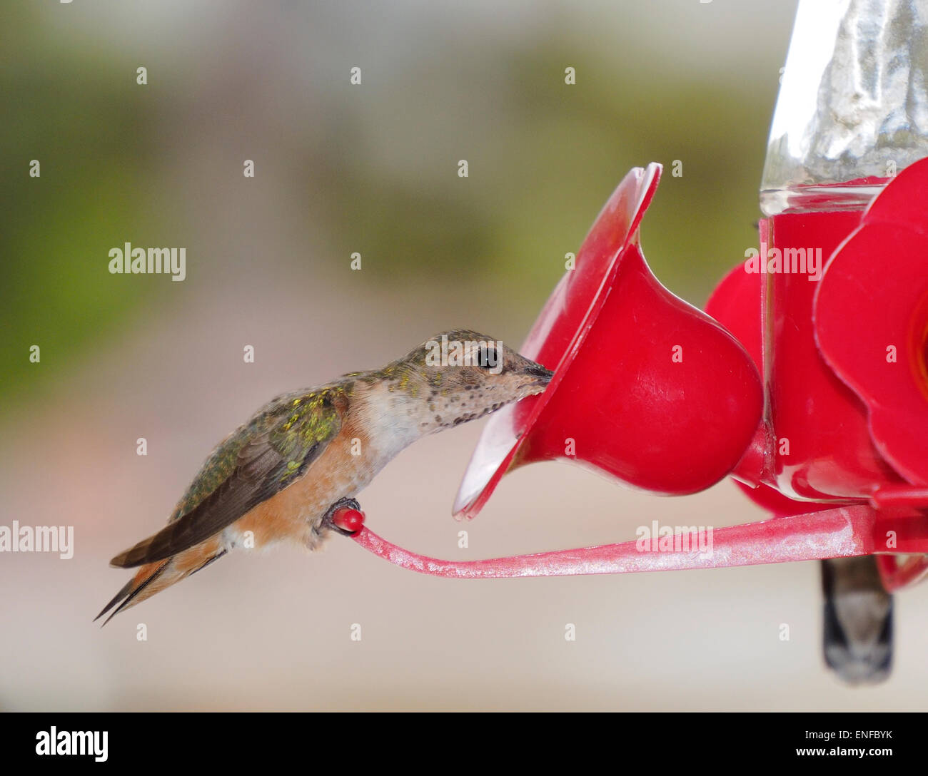 Allen's Hummingbird Female at Feeder Stock Photo - Alamy