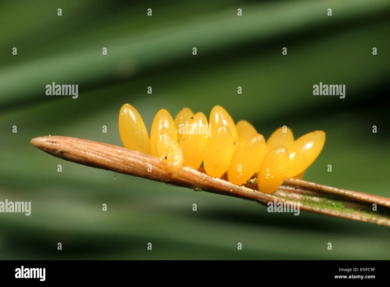 Eyed Ladybird - Anatis ocellata - eggs Stock Photo - Alamy