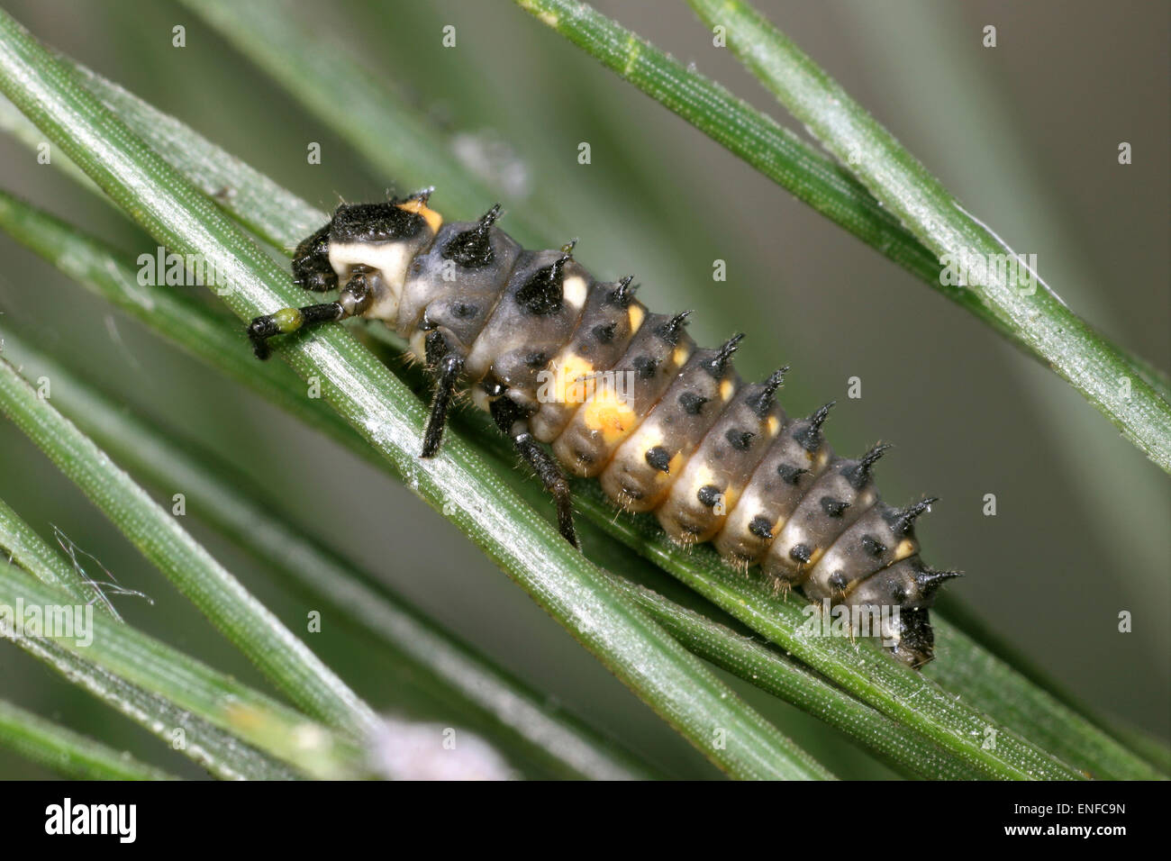 Eyed Ladybird - Anatis ocellata - larva Stock Photo - Alamy