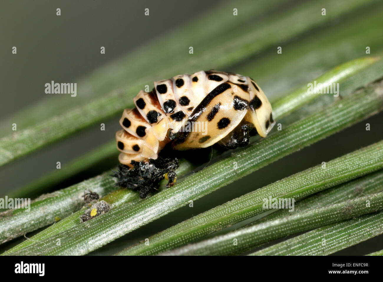 Eyed Ladybird - Anatis ocellata - pupa Stock Photo - Alamy