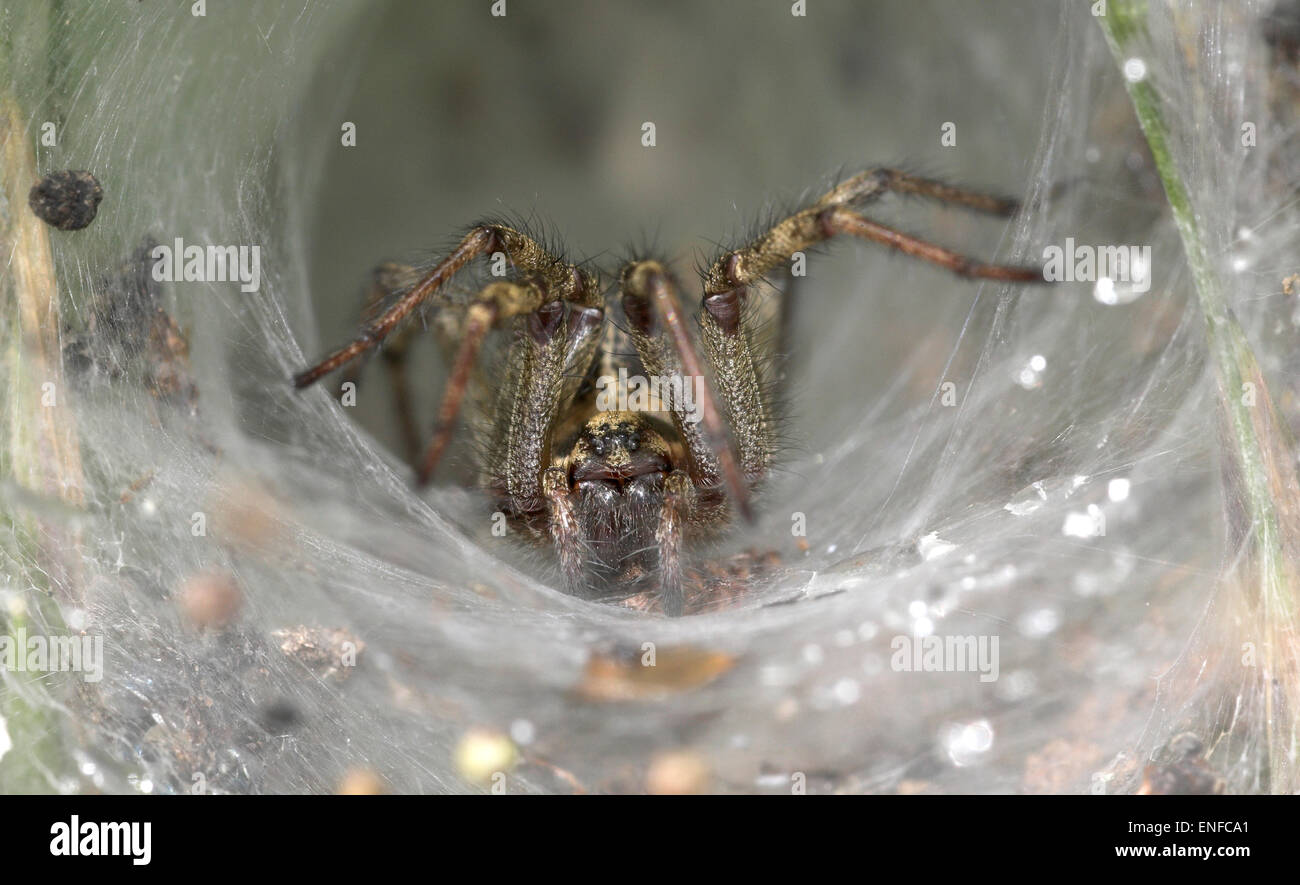 Common Labyrinth Spider - Agelena labyrinthica Stock Photo - Alamy