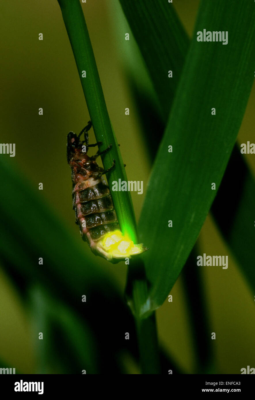 Female glow worm hi-res stock photography and images - Alamy