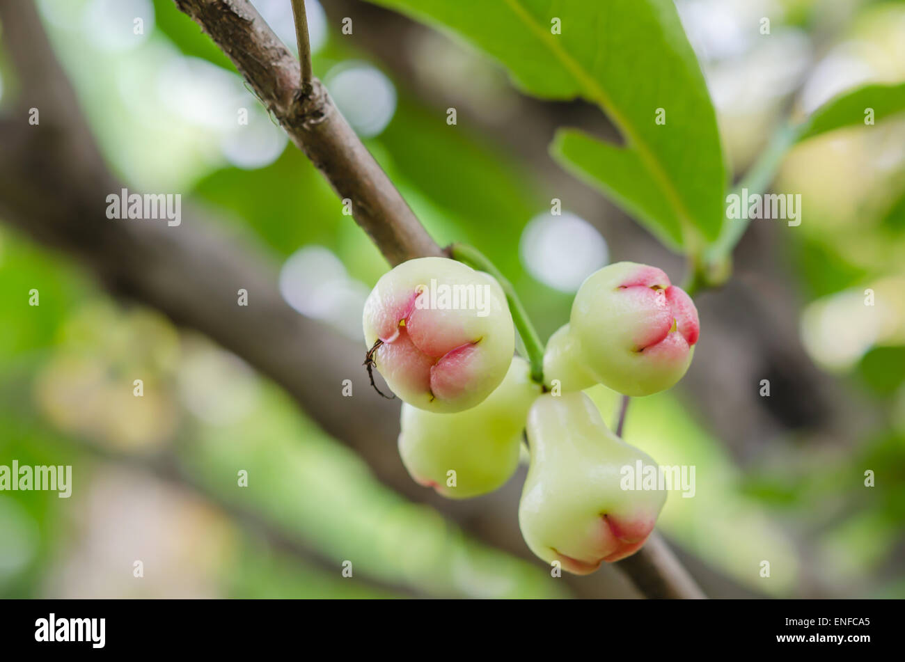 Red rose apples hi-res stock photography and images - Alamy