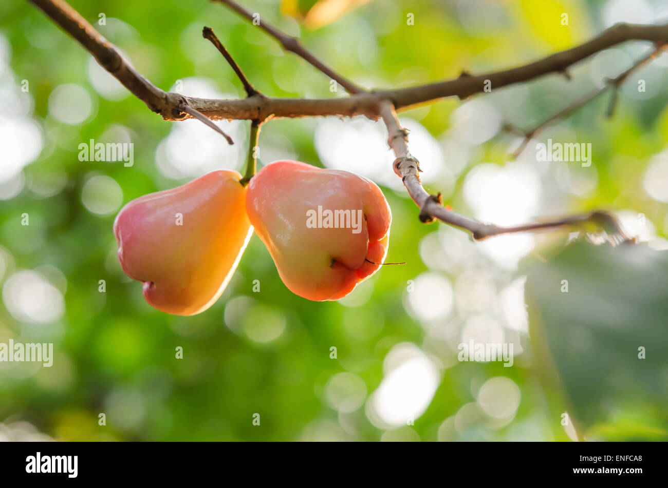 Rose apples chomphu on hi-res stock photography and images - Alamy
