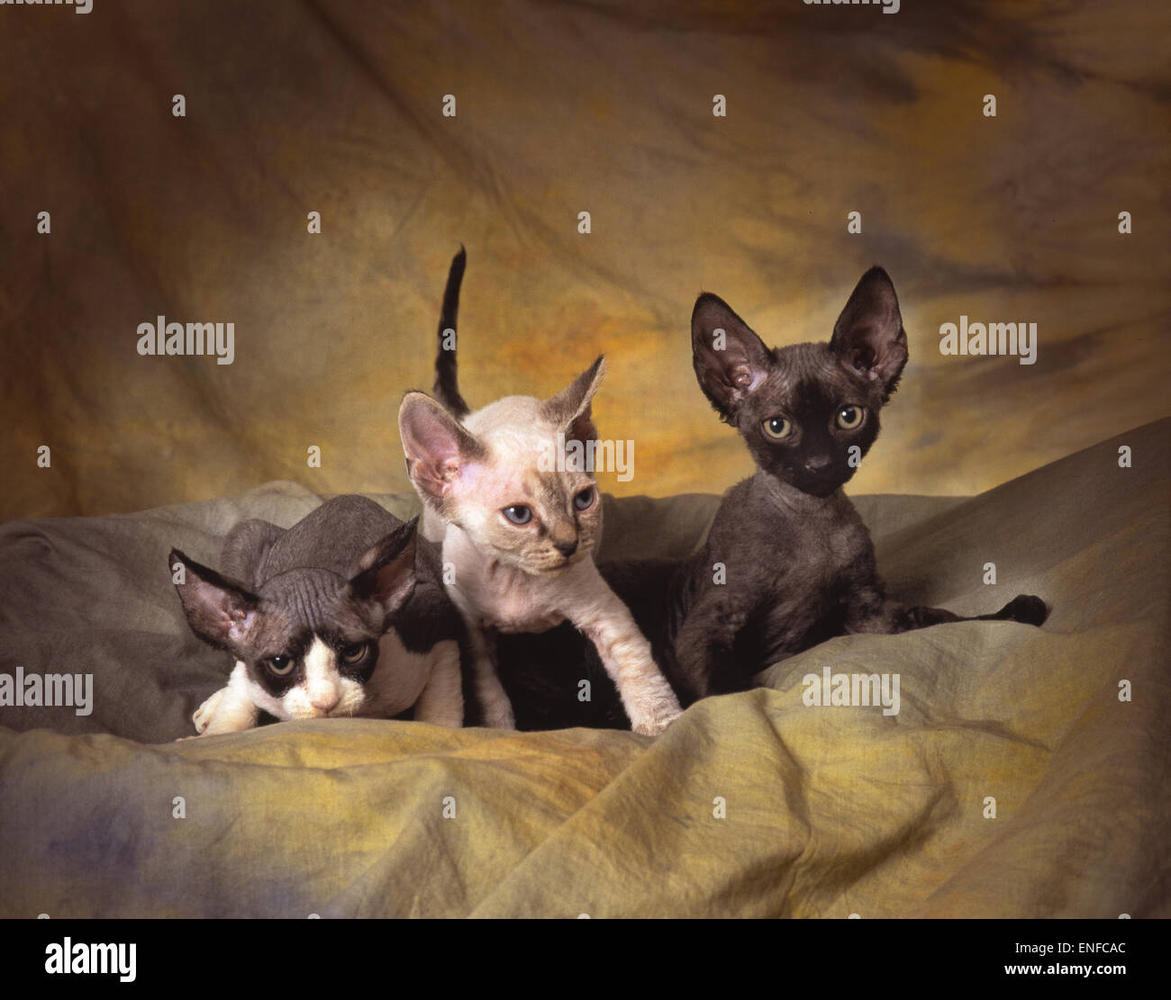 Devon rex kittens Stock Photo - Alamy