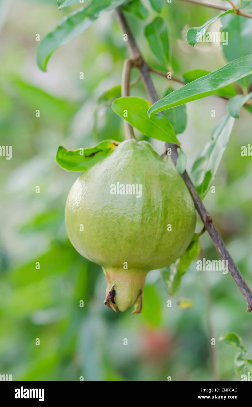 Pomegranate tree garden hi-res stock photography and images - Alamy