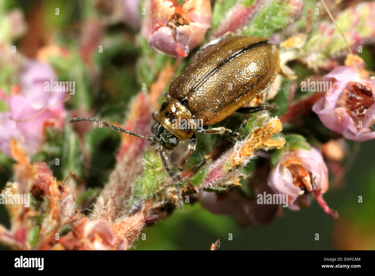 Heather Beetle - Lochmaea sutusalis Stock Photo - Alamy