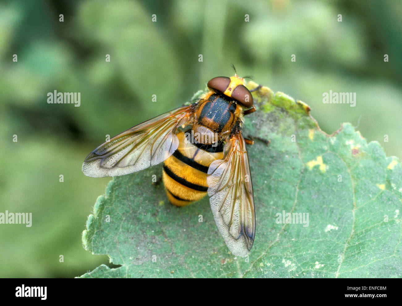 Volucella inanis hi-res stock photography and images - Alamy