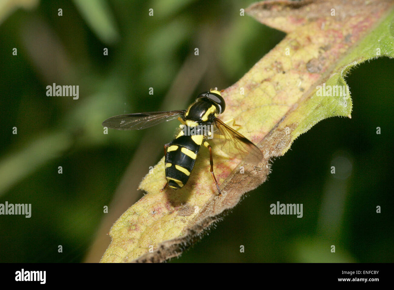 Xanthogramma pedissequum hi-res stock photography and images - Alamy