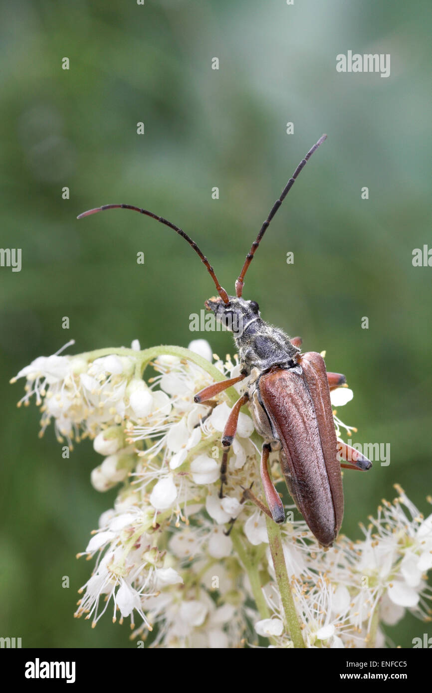 Longhorn Beetle - Stenocorus meridianus Stock Photo - Alamy