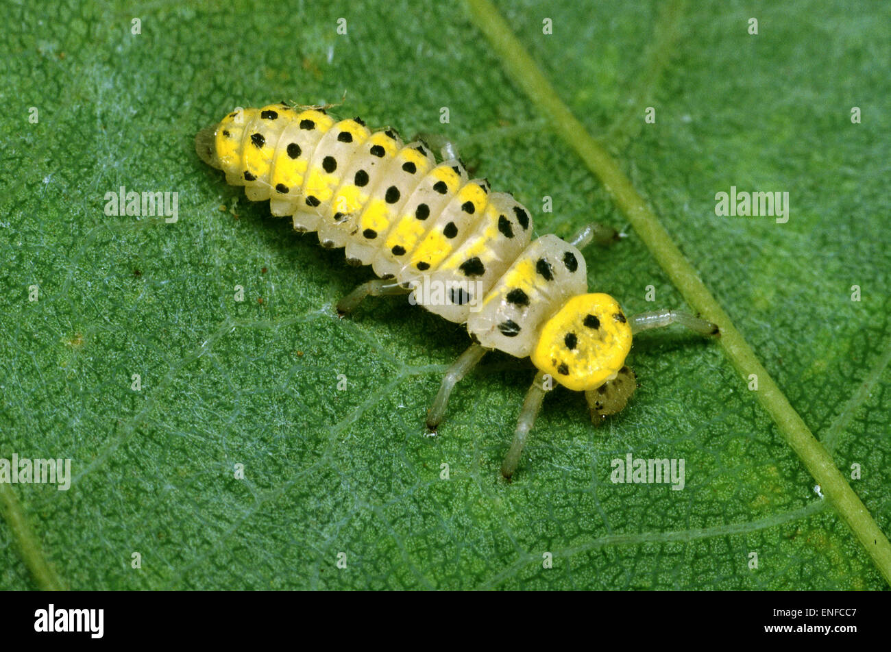 Orange Ladybird - Halyzia 16-guttata - larva Stock Photo - Alamy
