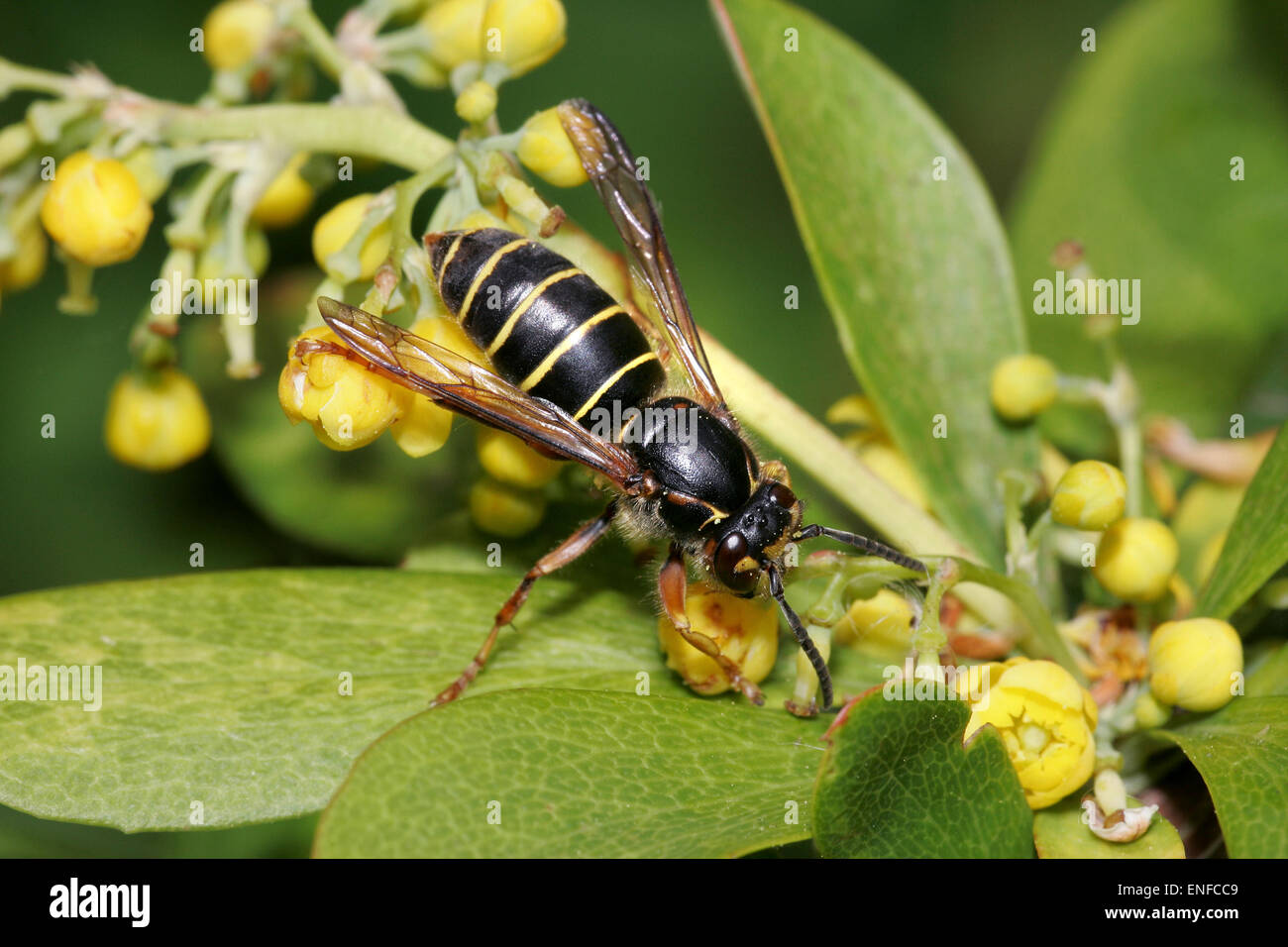 Median Wasp - Dolichovespula media Stock Photo - Alamy