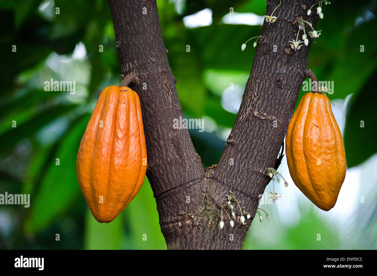 Orange pods on cocoa tree in tropical garden Stock Photo - Alamy