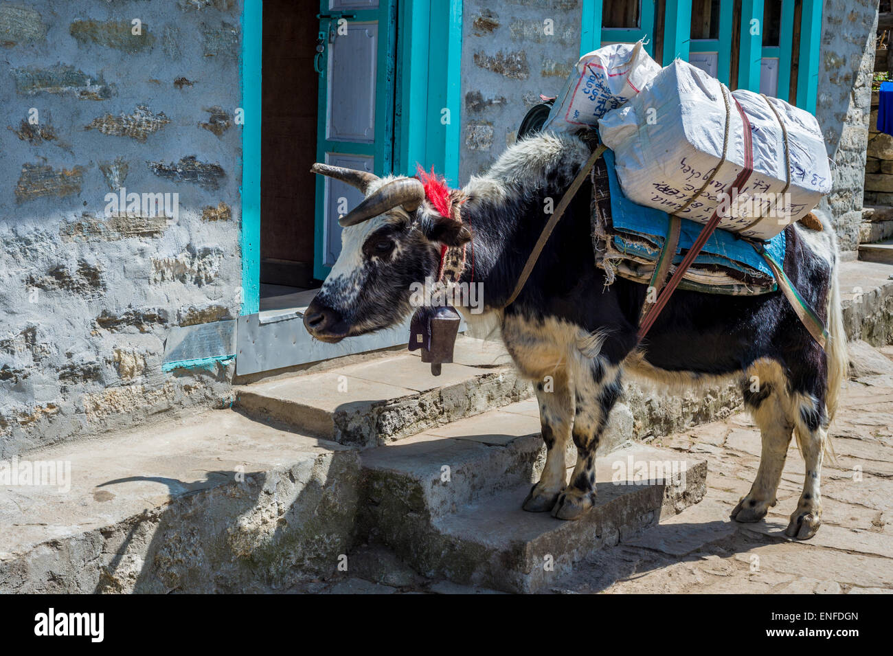 A Dzo (Yak Hybrid) in front of a house in Khumbu region, Nepal Stock ...