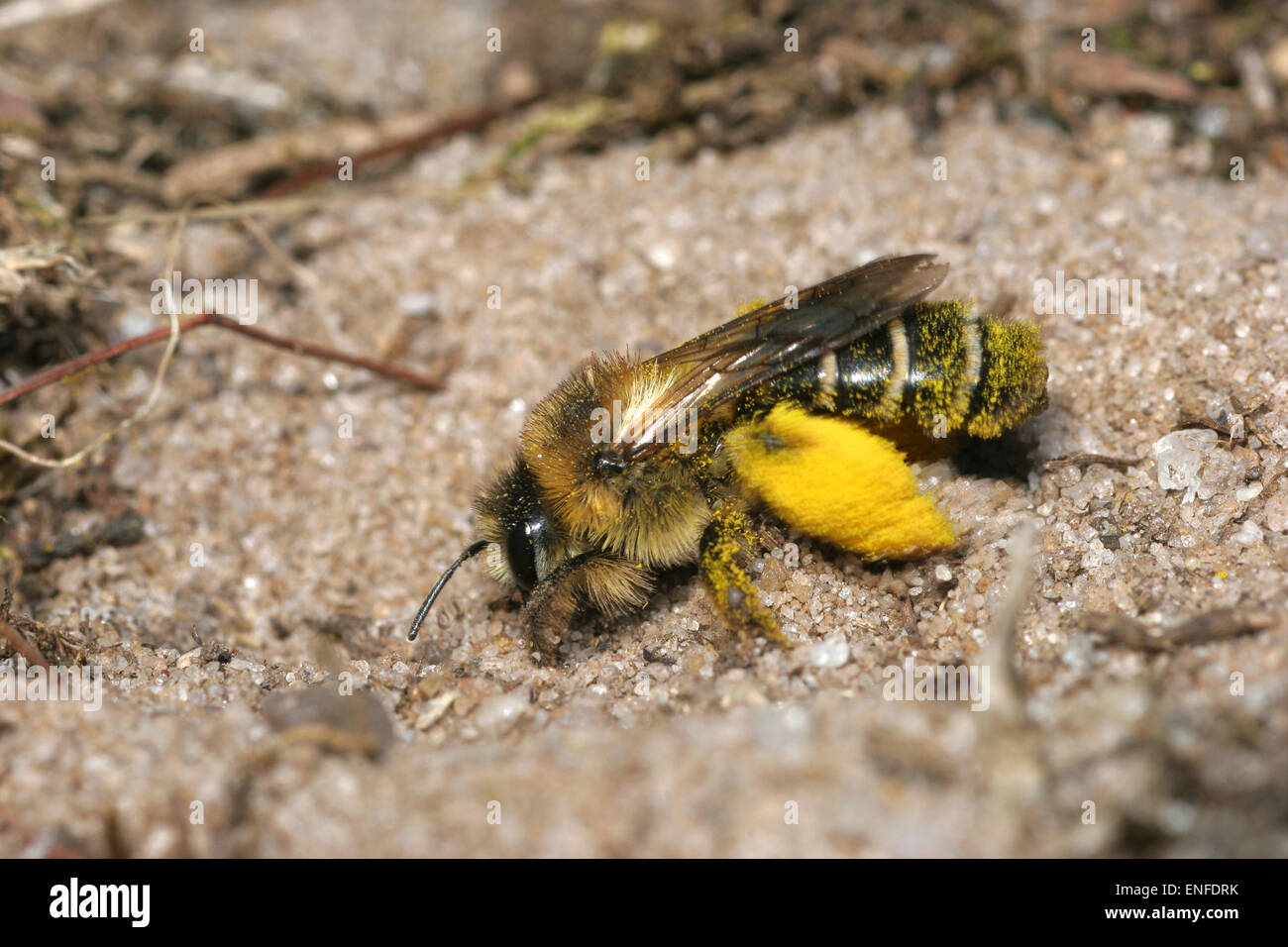 Mining Bee - Colletes succinctus - taking pollen to nest burrow Stock ...