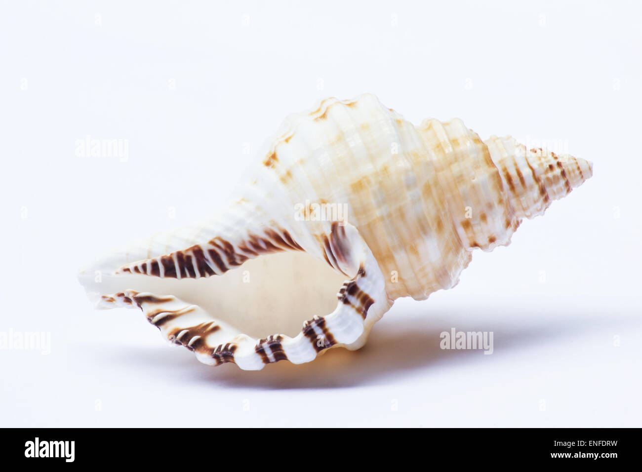 Seashell on empty no people hi-res stock photography and images - Alamy