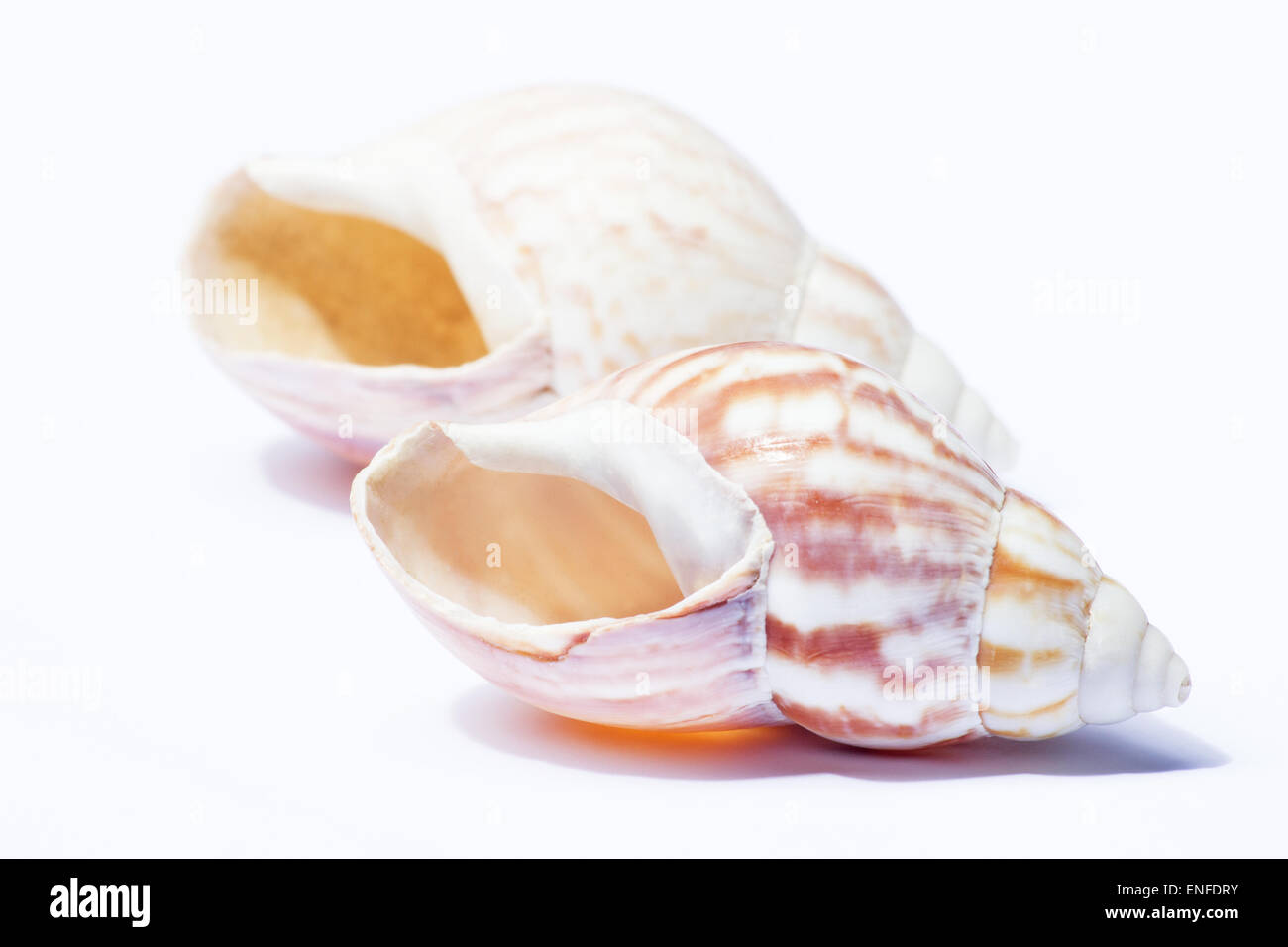 Seashell on white background Stock Photo - Alamy