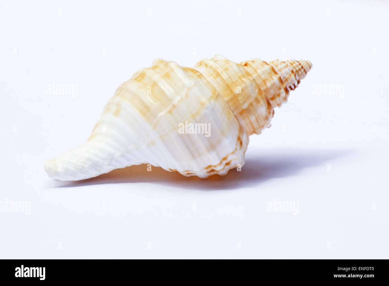 Seashell on white background Stock Photo - Alamy