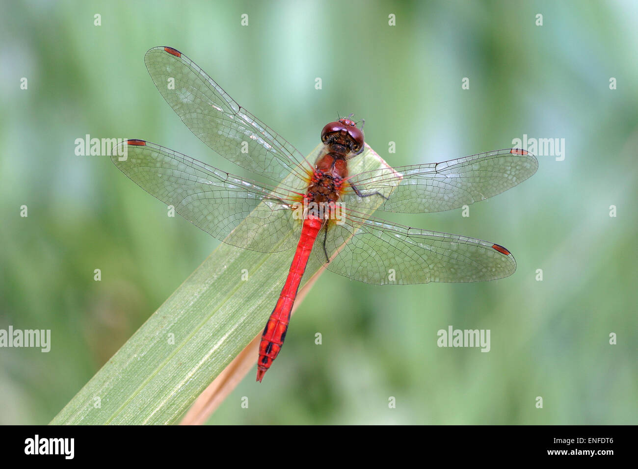 Sympetrum sanguineum hi-res stock photography and images - Alamy