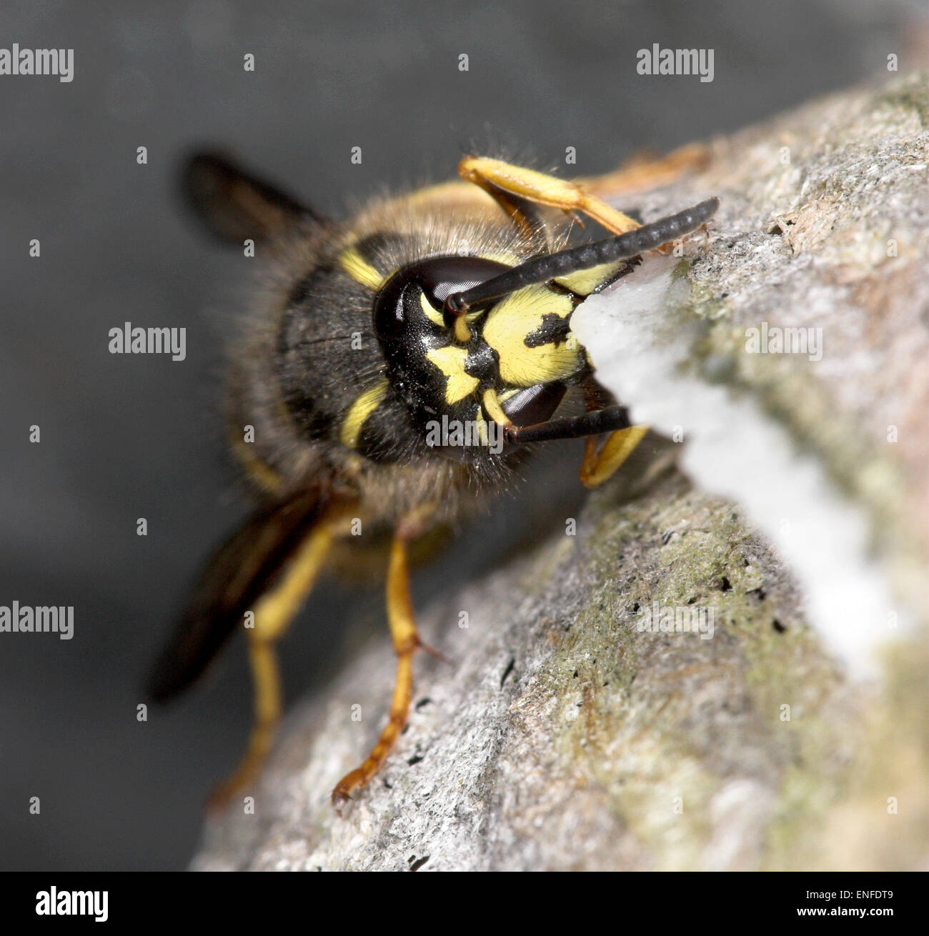 Saxonica hi-res stock photography and images - Alamy