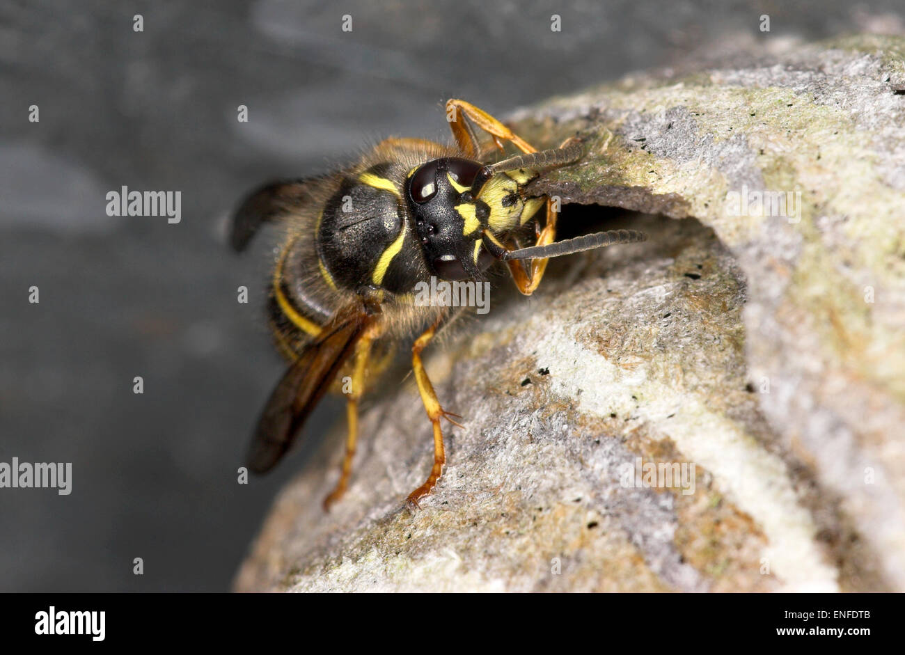 Saxon Wasp - Dolichovespula saxonica building nest Stock Photo - Alamy