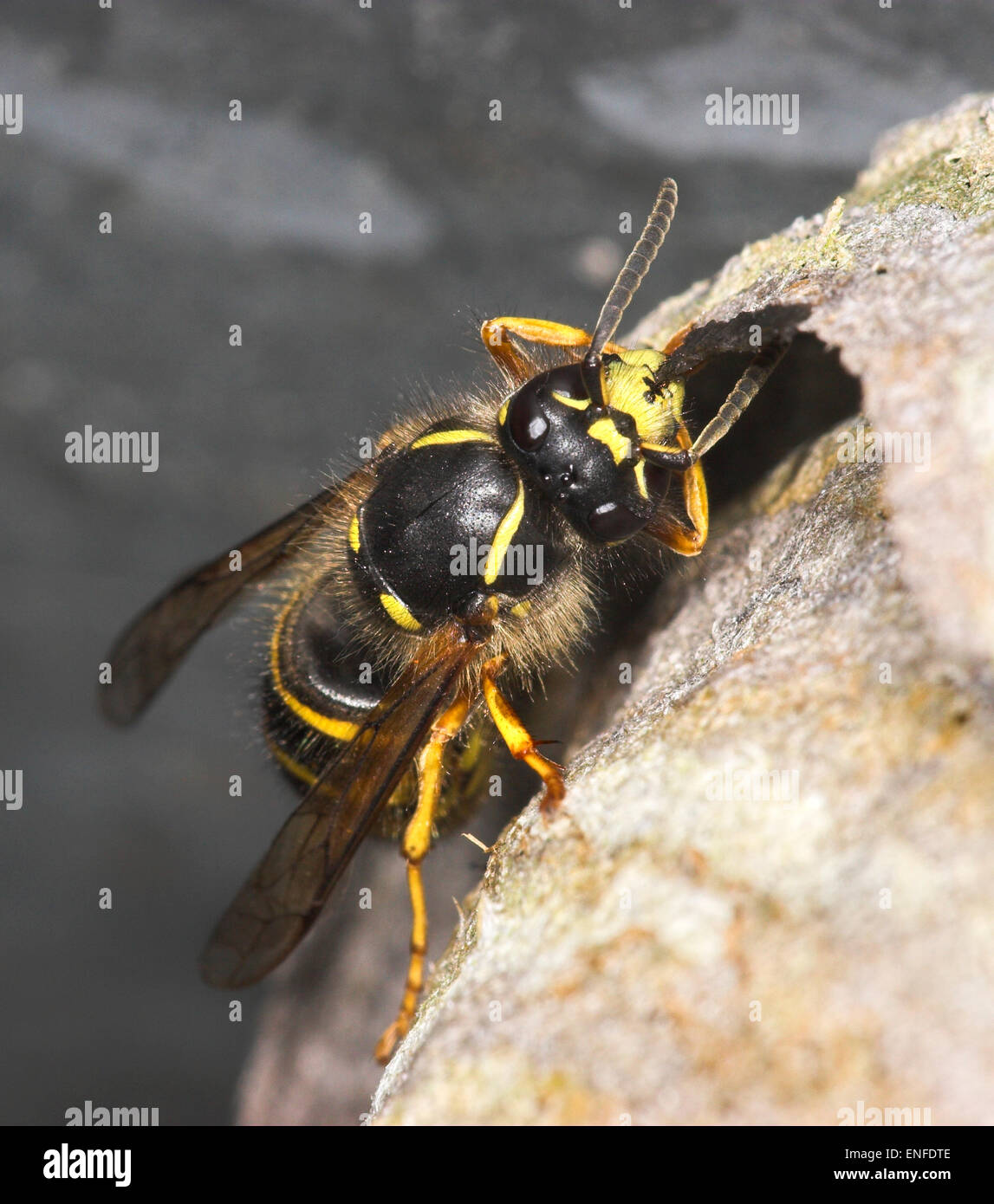 Saxon Wasp - Dolichovespula saxonica building nest Stock Photo - Alamy