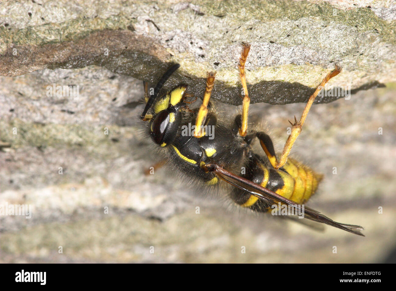 Saxon Wasp - Dolichovespula saxonica building nest Stock Photo - Alamy