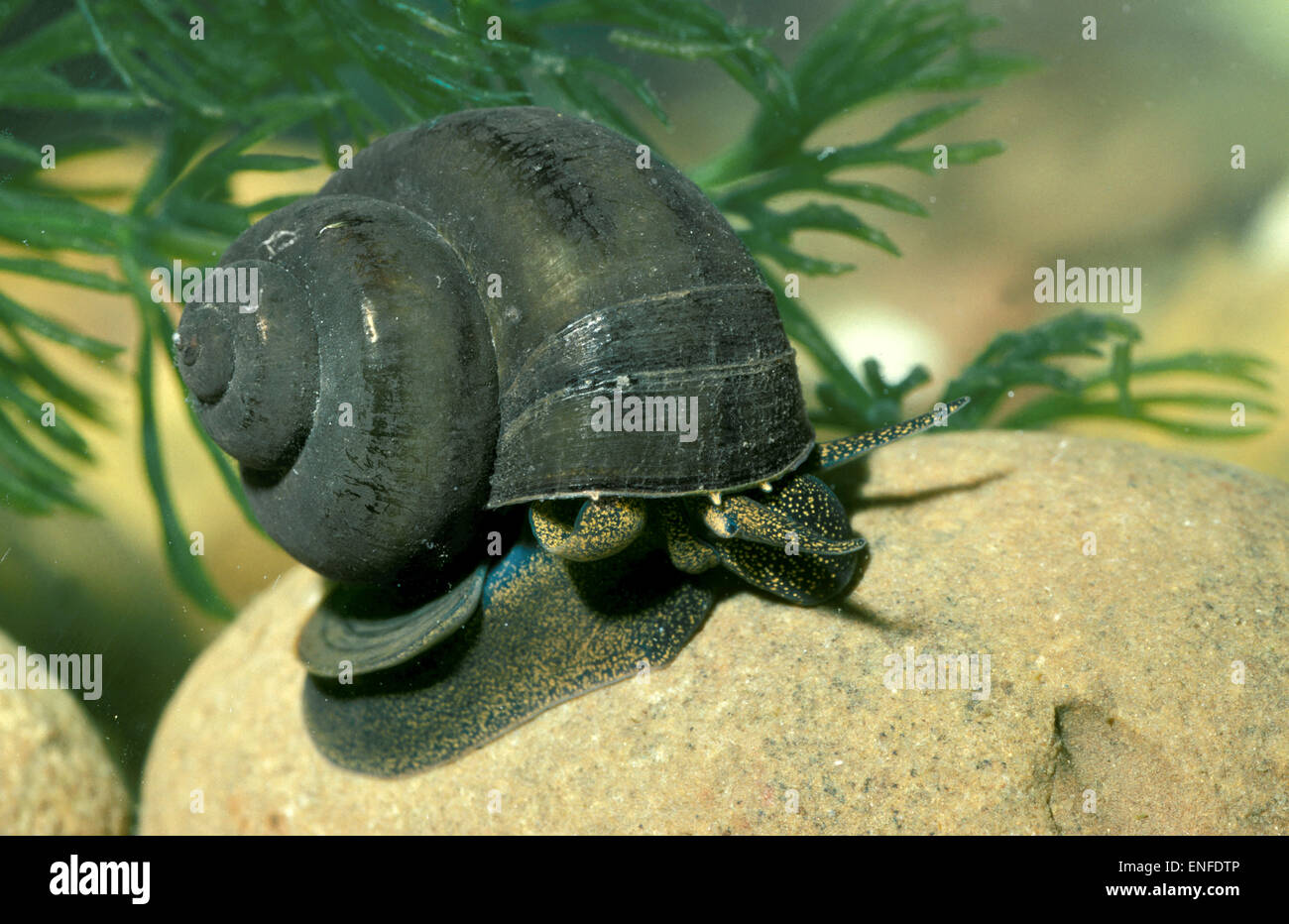 Freshwater Winkle - Viviparus viviparus Stock Photo - Alamy