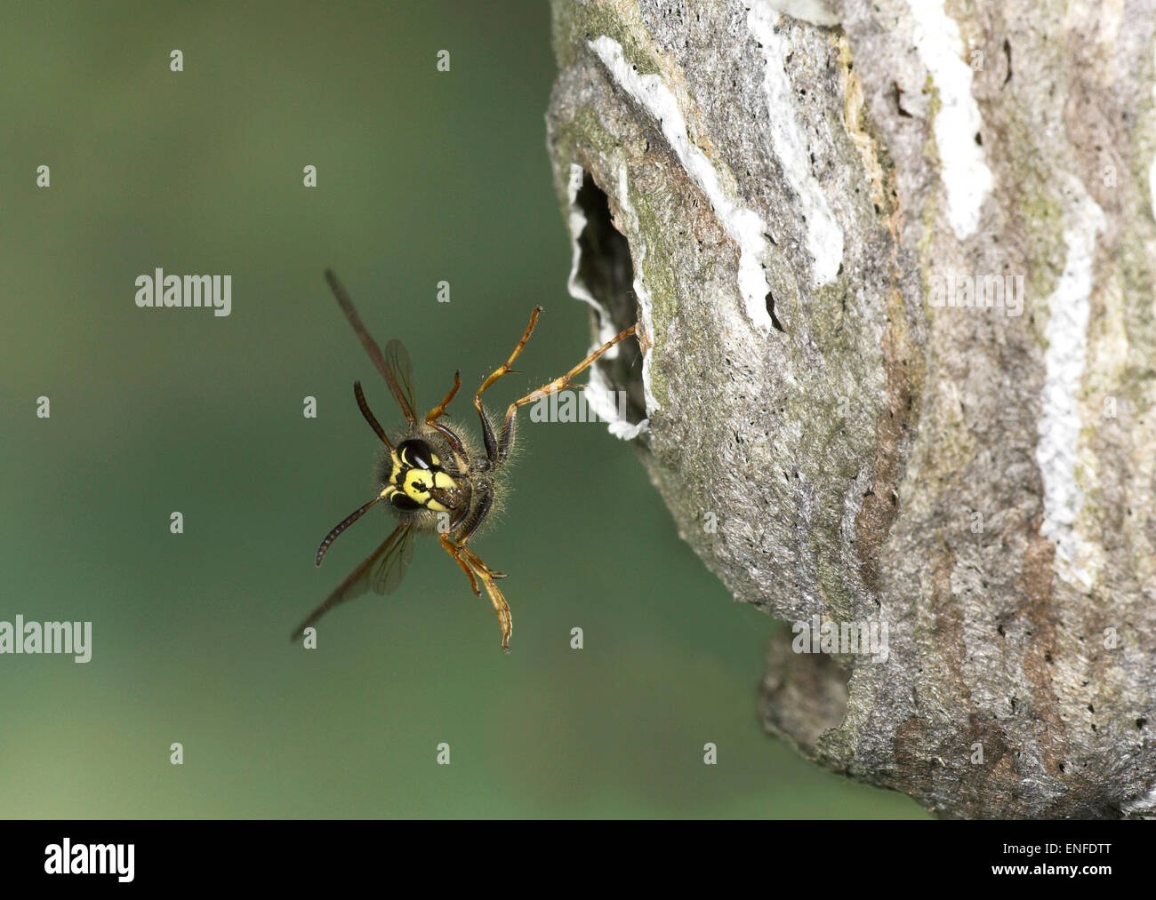 Saxonica hi-res stock photography and images - Alamy