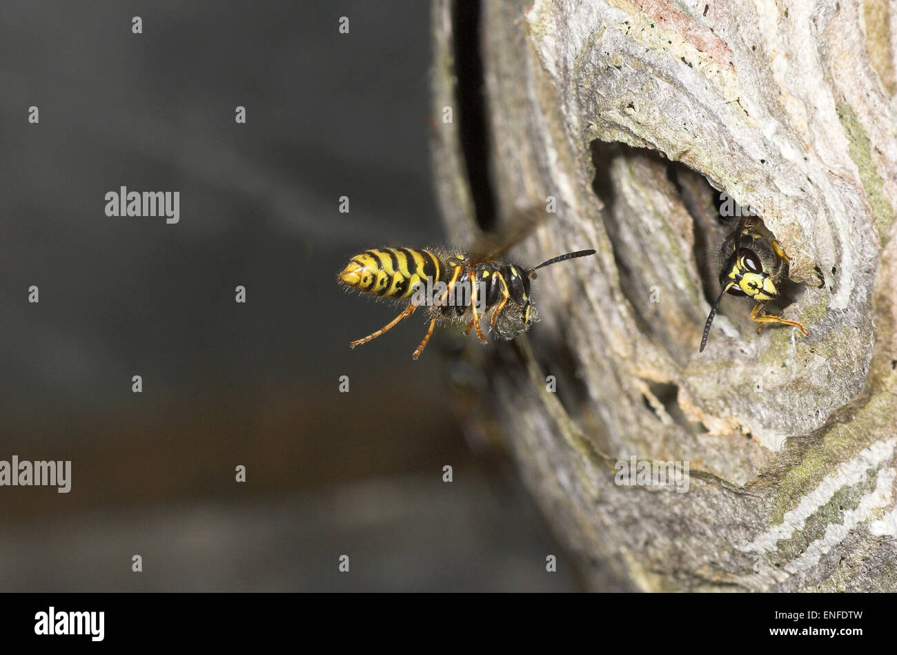 Saxonica hi-res stock photography and images - Alamy