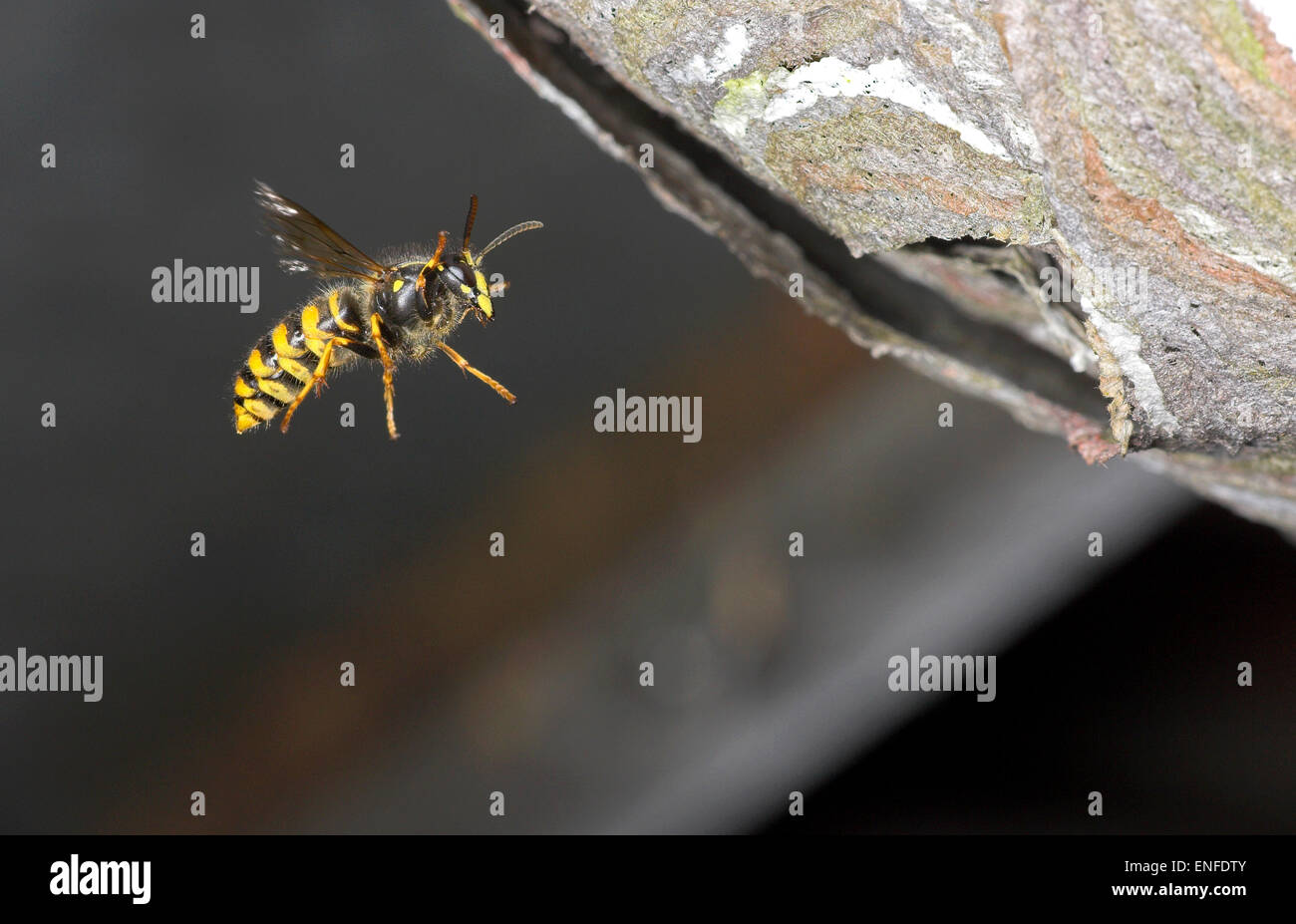 Saxonica hi-res stock photography and images - Alamy