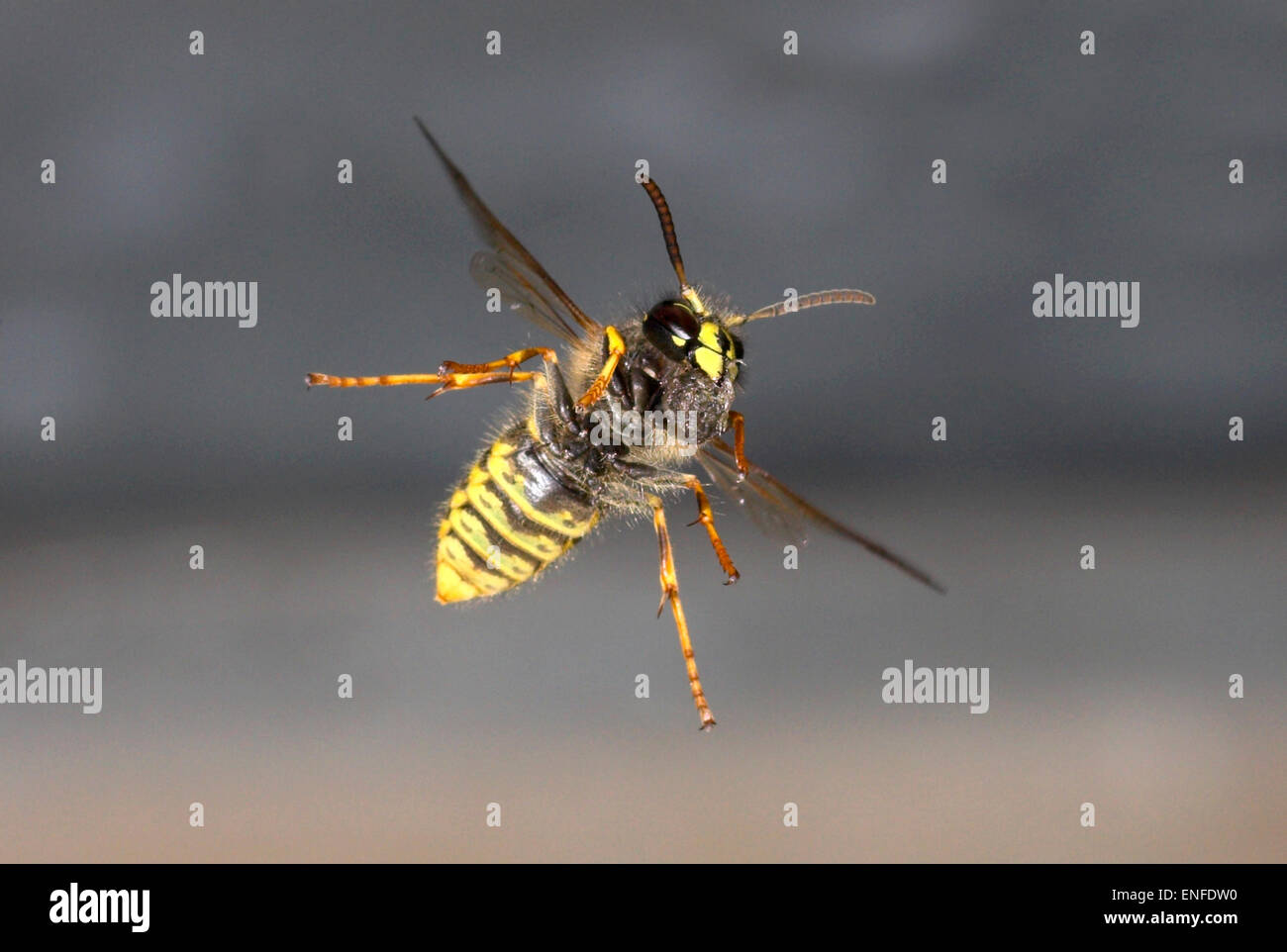 Saxon Wasp - Dolichovespula saxonica Stock Photo - Alamy