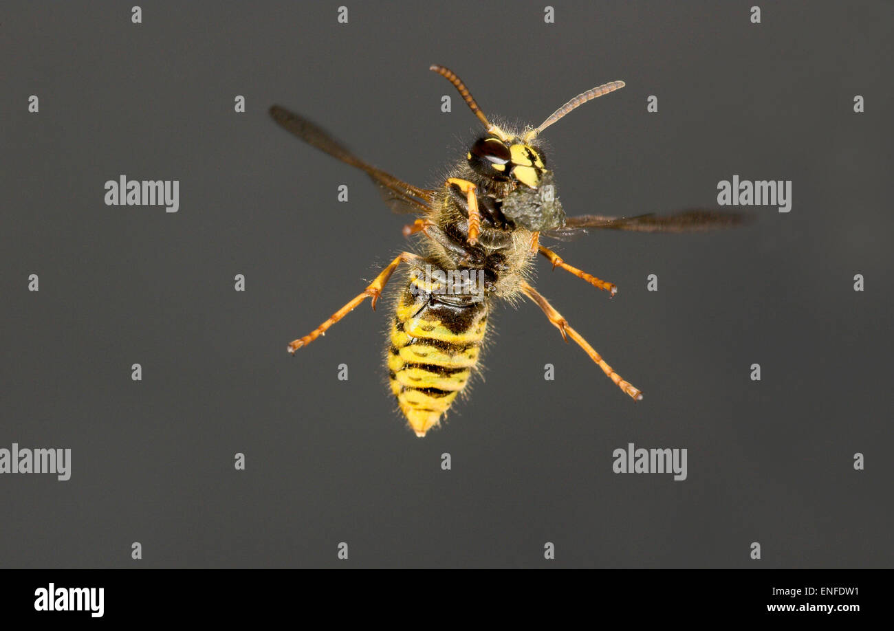 Saxonica hi-res stock photography and images - Alamy