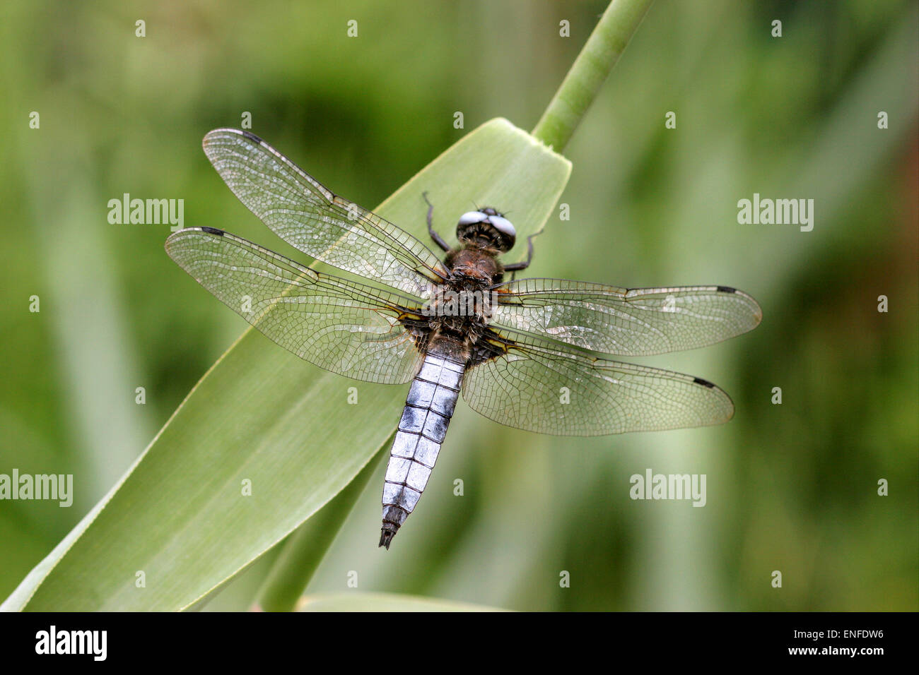 Male scarce chaser hi-res stock photography and images - Alamy